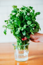 How to Store Cilantro (Best Ways) & Keep Fresh in the Fridge